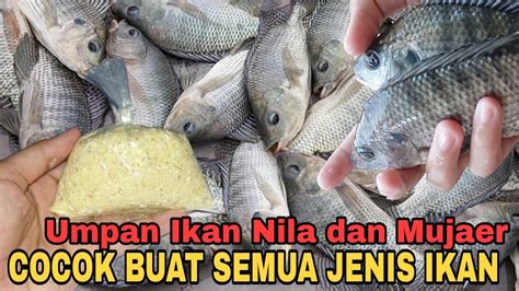Cara Membuat Umpan Jitu Mancing Ikan Nila Dan Mujaer Ampuh YouTube