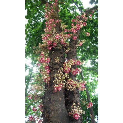 Cannon Ball Tree Chillatai