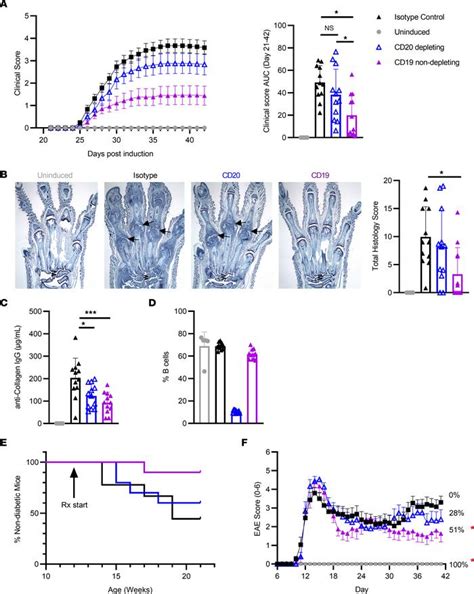 JCI Insight A Nondepleting Anti CD Antibody Impairs B Cell Function And Inhibits Autoimmune