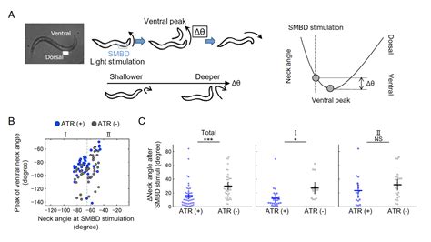 Neuronal Sensorimotor Integration Guiding Salt Concentration Navigation In Caenorhabditis