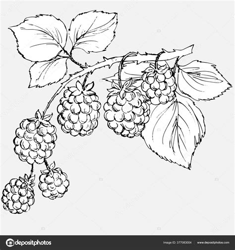 Raspberry Drawing