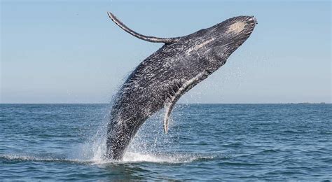 Renowned Ecologists Call For A New Ocean Narrative To Spur New Science