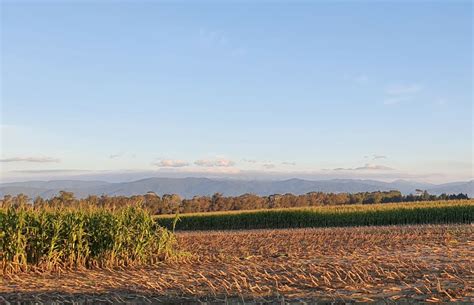 Maize Growers Urged To Consider Weather Resilient Methods Rnz News