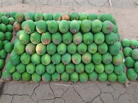 Mangoes Wholesale Price And Mandi Rate For Mangoes In India