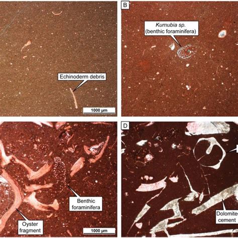 Thin Section Photomicrographs Illustrating The Various Facies Observed Download Scientific