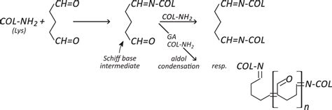 Basic Crosslinking Scheme Of Collagen With Glutaraldehyde Ga And Of