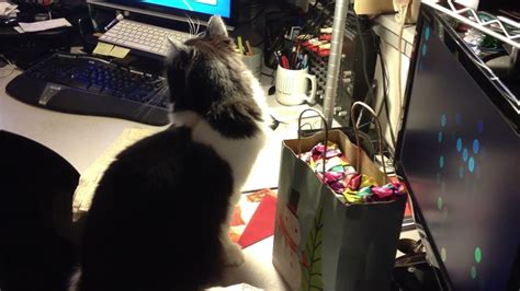 Cosmo The Maine Coon Investigates A Mysterious Present 🎁🐱 Mainecoon