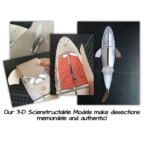 Scienstructable 3D Dissection Model Shark Paper Dissection Carolina