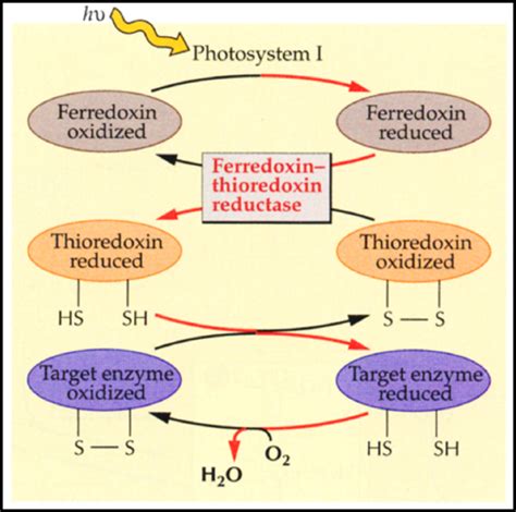 Photosynthesis Photophosphorylation And CO Assimilation Flashcards Quizlet