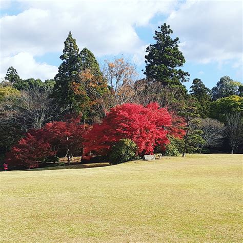 大阪医科薬科大学大阪医大整形外科 第51回日本マイクロサージャリー学会学術集会への参加報告 2024年11月28日（木）から29日（金