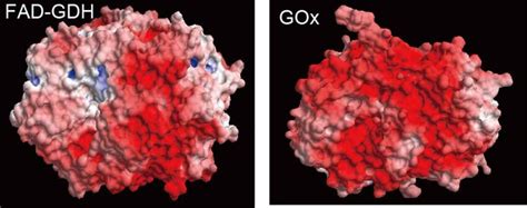 Three Dimensional Rendering Of Redox Enzymes Left FAD GDH Right Download Scientific Diagram