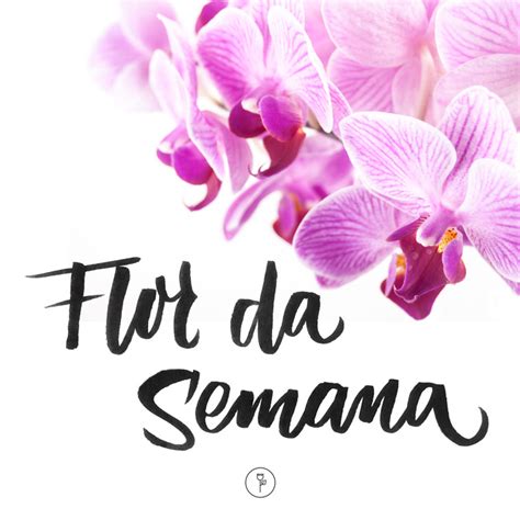Orquídeas Phalaenopsis Vamos Receber
