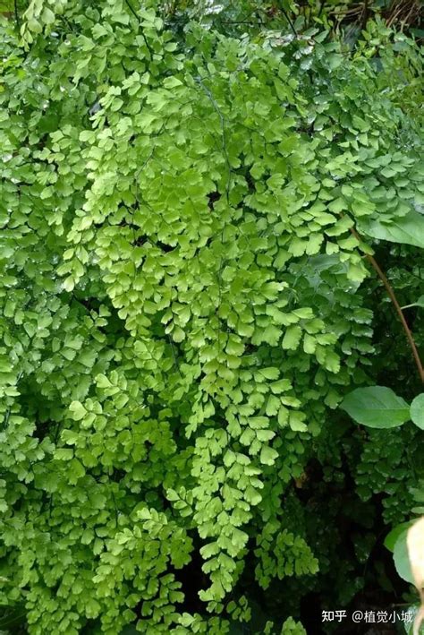 100种观叶植物 No 15 铁线蕨养护攻略 知乎