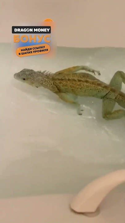 Парень нашел яйцо и решил его высидеть Youtube