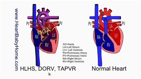 58 Hlhs Dorv Tapvr With Glenn And Fontan Youtube