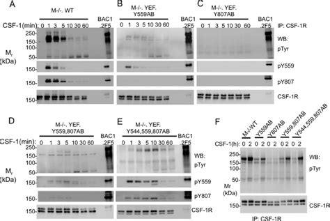 CSF 1 Stimulated Receptor Tyrosine Phosphorylation In Vivo In M