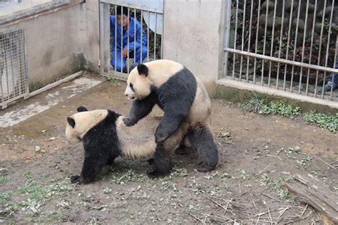有图有真相 大熊猫自然交配全过程 联盟中国 中国网