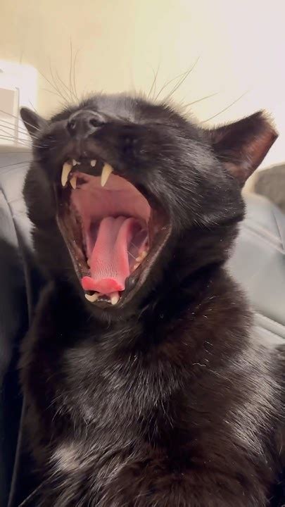 Getting Ready For Our Next Nap 🐱 Catshorts Catvideo Catsofyoutube