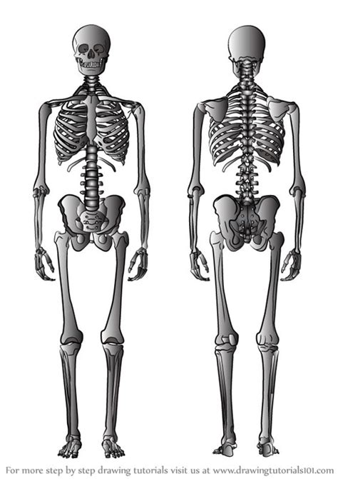 Learn How To Draw A Skeleton Everyday Objects Step By Step Drawing