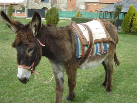 Porqué esta triste el burro Taringa