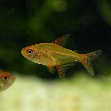 【楽天市場】レッドチェリーテトラ（ブリード）（ml）【熱帯魚】【観賞魚】【淡水魚】：未来アクアリウム 楽天市場店