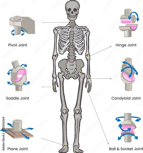 Types Of Joints In The Human Body Include Ball And Socket Hinge Pivot Gliding And Saddle