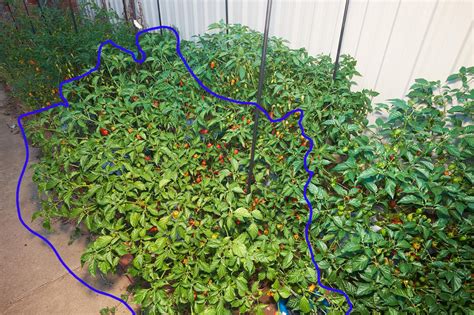 Genghis Khans Brain Chilli Plant My Widest Plant At 15 Meters Across