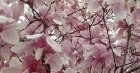 Pink Flowers Imgur
