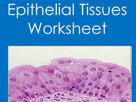 Histology Epithelial Tissues Worksheet Anatomy Biology Teaching