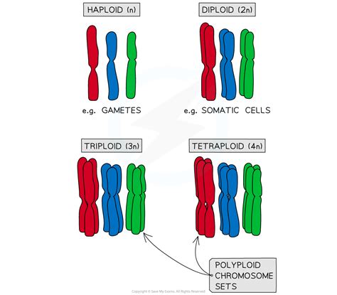 Haploid Has A Complete Set Of Chromosomes At Gordon Rowell Blog