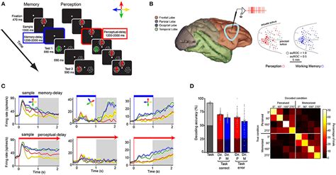 Frontiers Neural Substrates Of Visual Perception And Working Memory