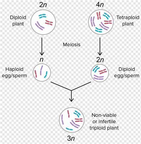 What Is Triploidy At Mikayla Whish Blog