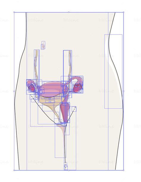Female Genital Apparatus Vector