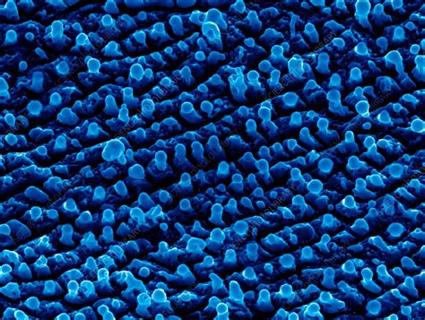 Nanostructures On Tungsten Sem Stock Image C036 0857 Science Photo Library