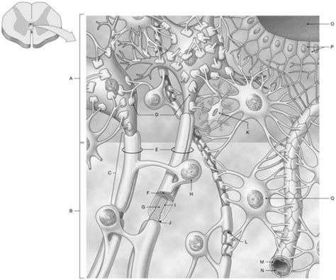 Figure 131 Using The Above Referenced Histological Diagram Of Neural