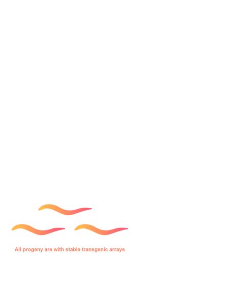 Traditional Transgenic Services