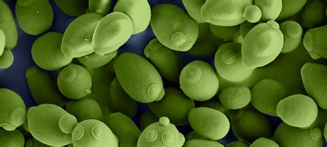 New Algorithm Uncovers Cell Factory Secrets Bioscience Today