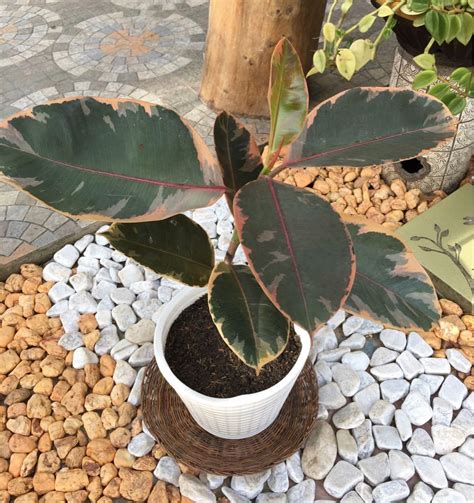 Ruby Tineke Rubber Plant Furniture And Home Living Gardening Plants