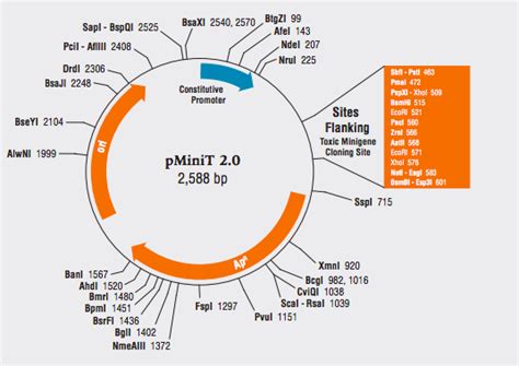 How To Generate And Read A Plasmid Restriction Map Genetic Education