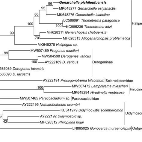 Phylogenetic Tree Of Cytochrome C Oxidase Subunit I Coi Sequences Of