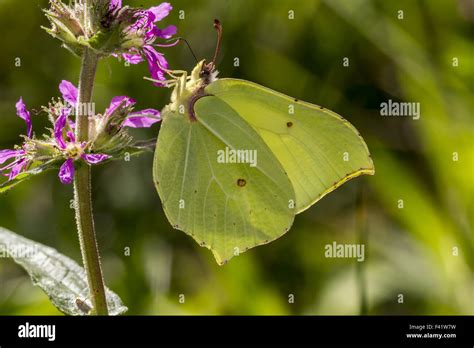Gonepteryx Rhamni Common Brimstone Germany Stock Photo Alamy