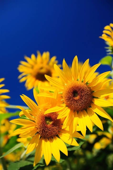 해바라기 사진 해바라기 그림 이쁜해바라기사진 모음 네이버 블로그