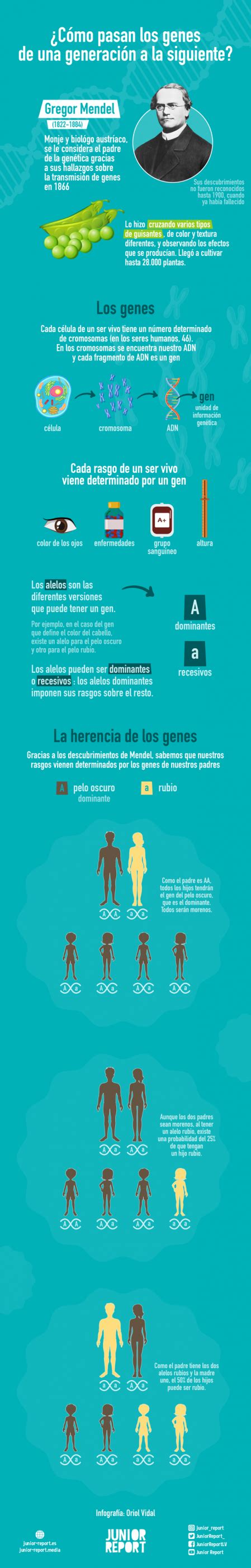 Infografía la herencia de los genes