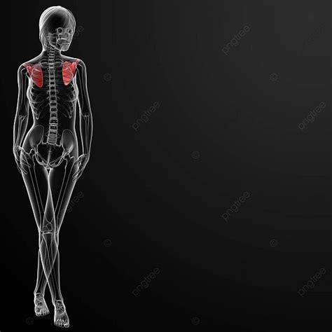 3d Render Female Scapula Bone Biology Hip Radius Photo Background And