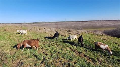 Вийшов з козами на прогулянку Коза скинула козинята Купив нову козу