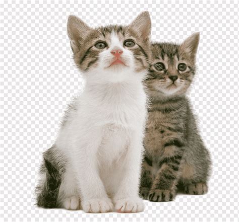 2 Kitty Kucing Ternak Memberi Makan Png Pngwing