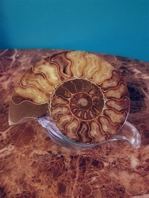 Large Ammonite Fossil Specimin Half Crystalized Ammonite Opalized
