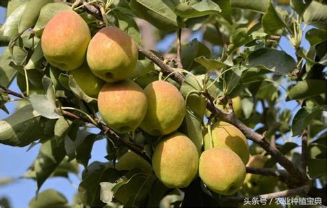 新疆青島水果火車專列正式開通庫爾勒香梨市場售價有望下調 每日頭條