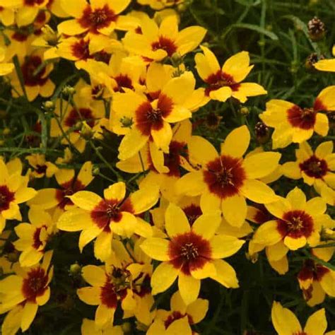 Moonbeam Coreopsis 1 Container Grimm S Gardens