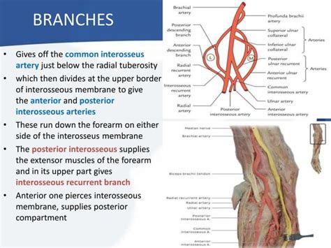 Cubital Fossa And Vessels Of Forearm Pdf